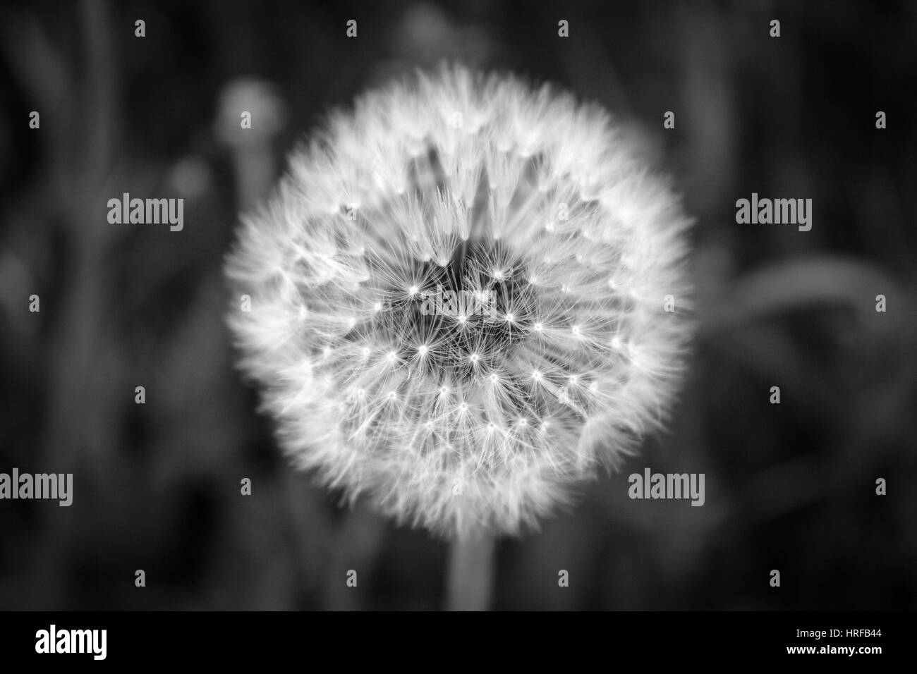 Dandelion geometry hi-res stock photography and images - Alamy