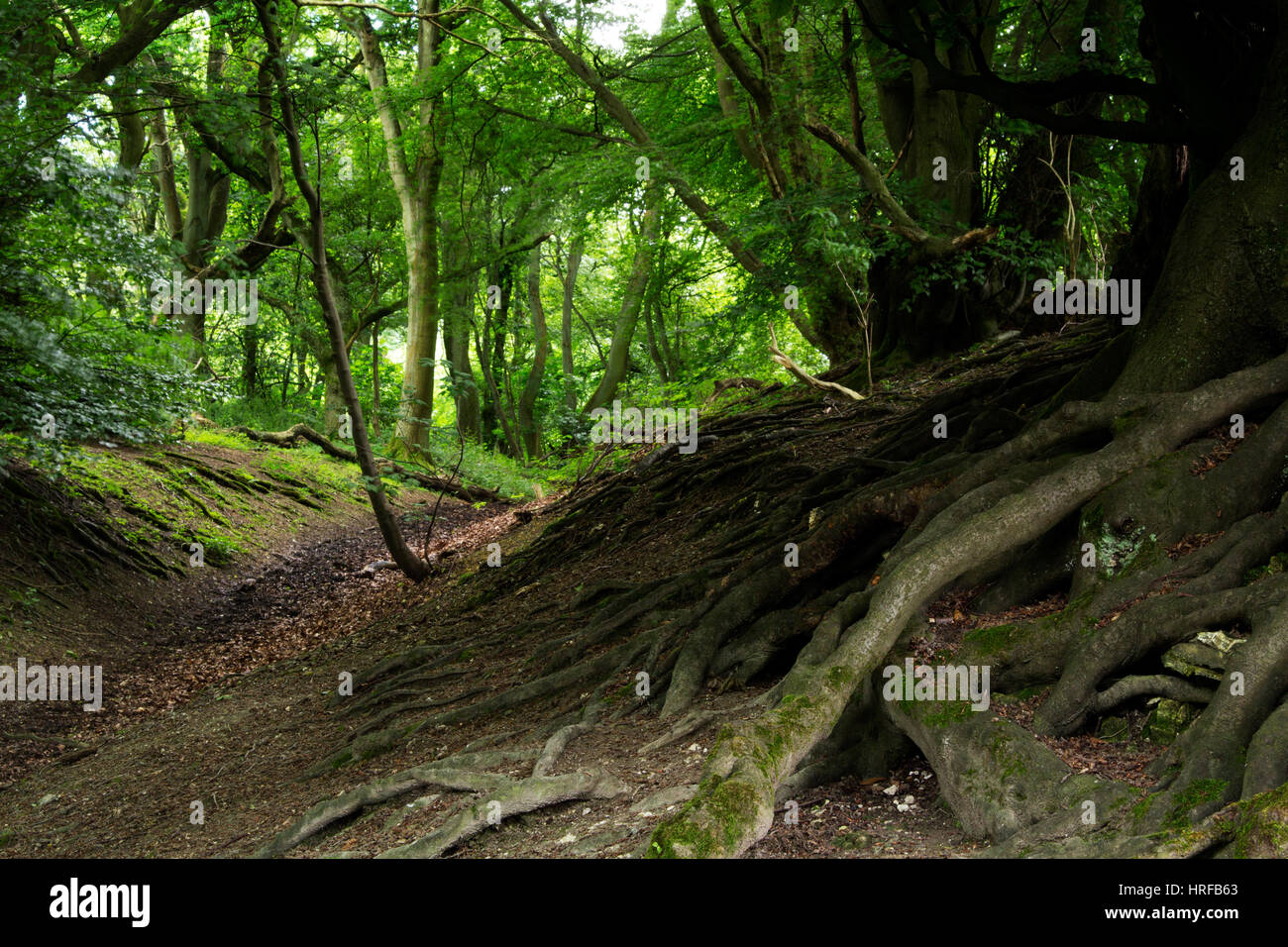 Leafy view through English woodland in the summer Stock Photo - Alamy