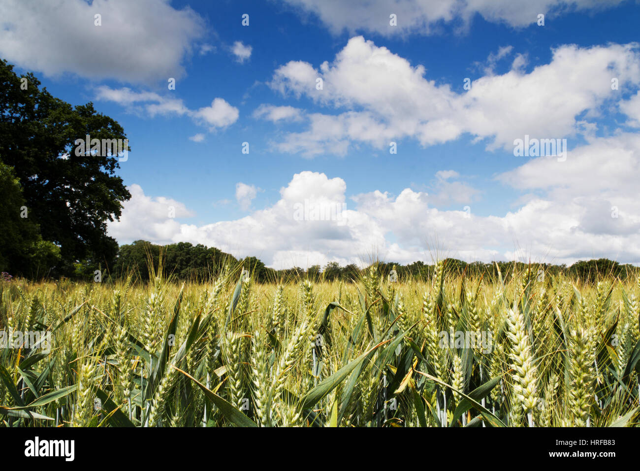 Wheat growing in a field in the Chilterns, England Stock Photo - Alamy