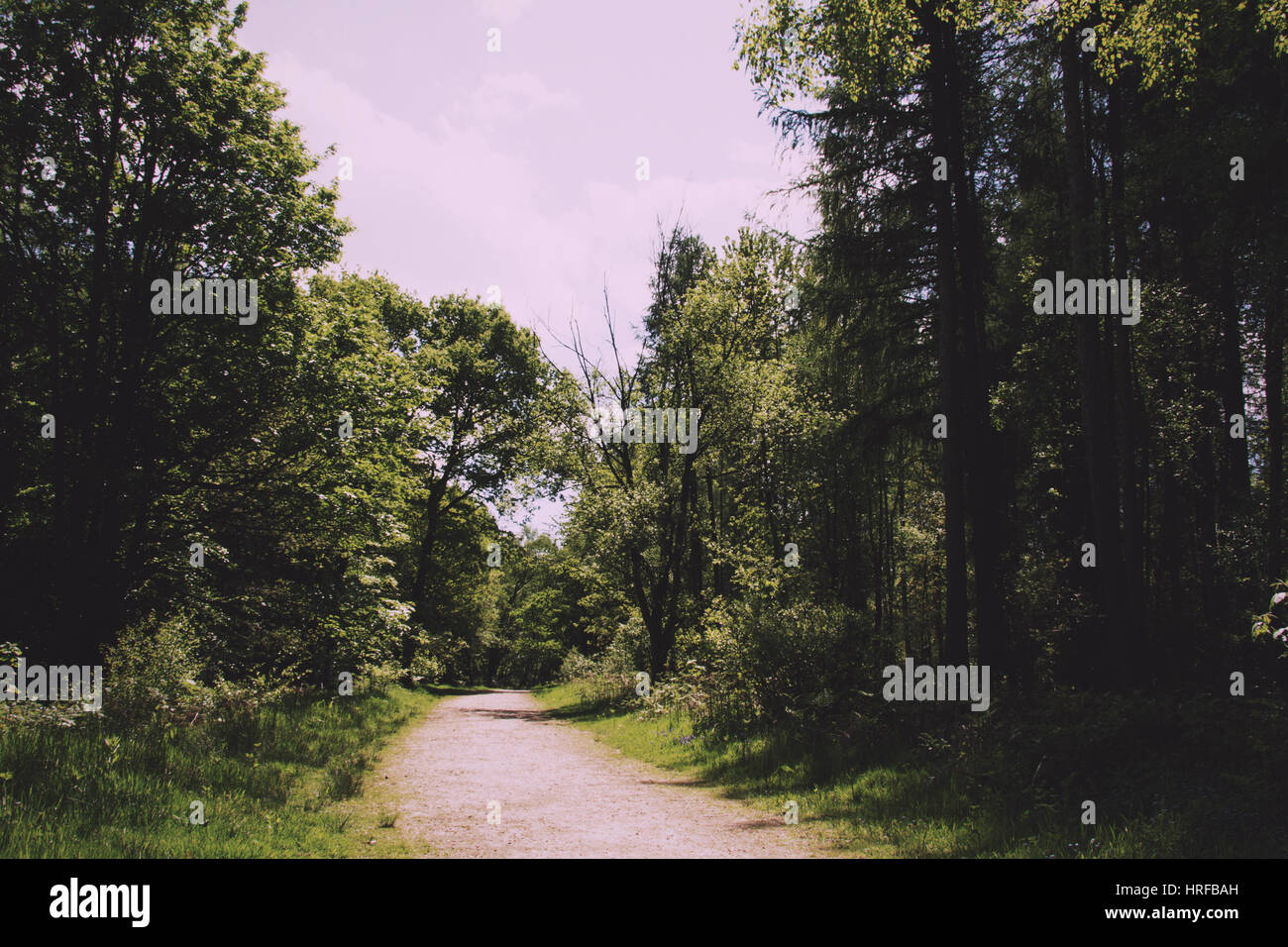 Countryside walk with path winding through trees Vintage Retro Filter ...