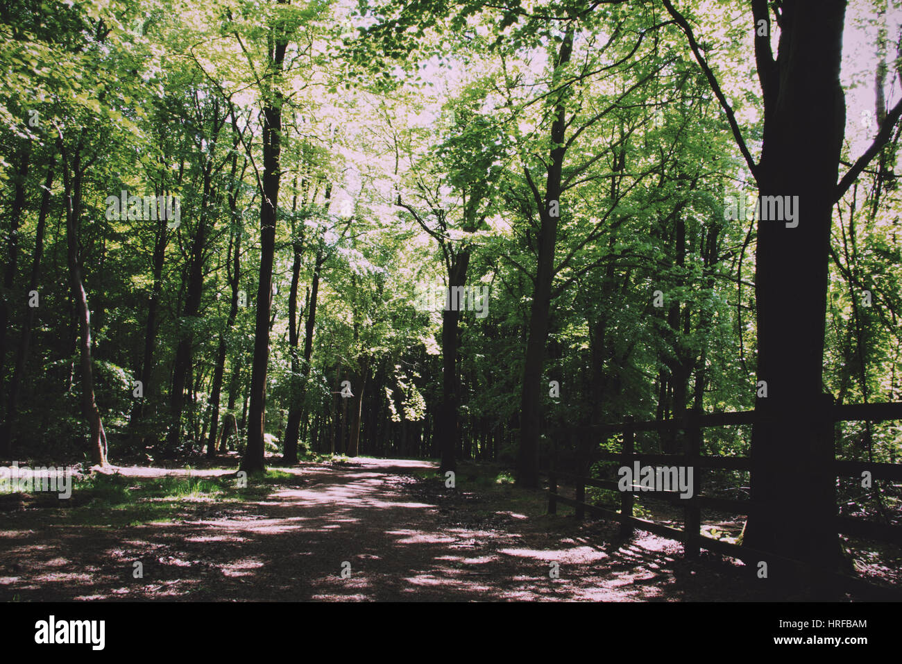 Countryside walk with path winding through trees Vintage Retro Filter ...