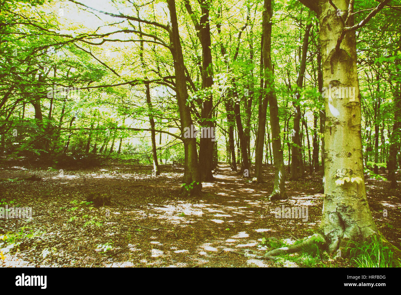 Beautiful English woodland on a spring morning Stock Photo - Alamy