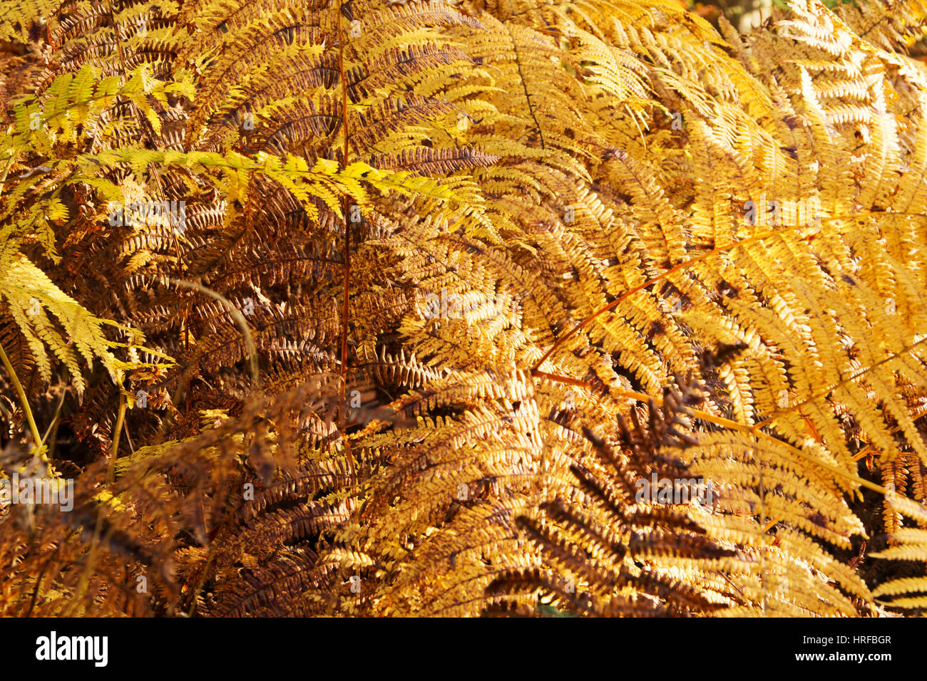 Golden fern leaves in an autumn woodland scene Stock Photo - Alamy