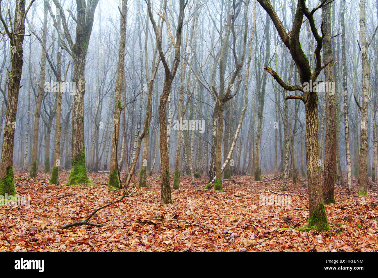English woodland on a foggy misty January morning Stock Photo - Alamy