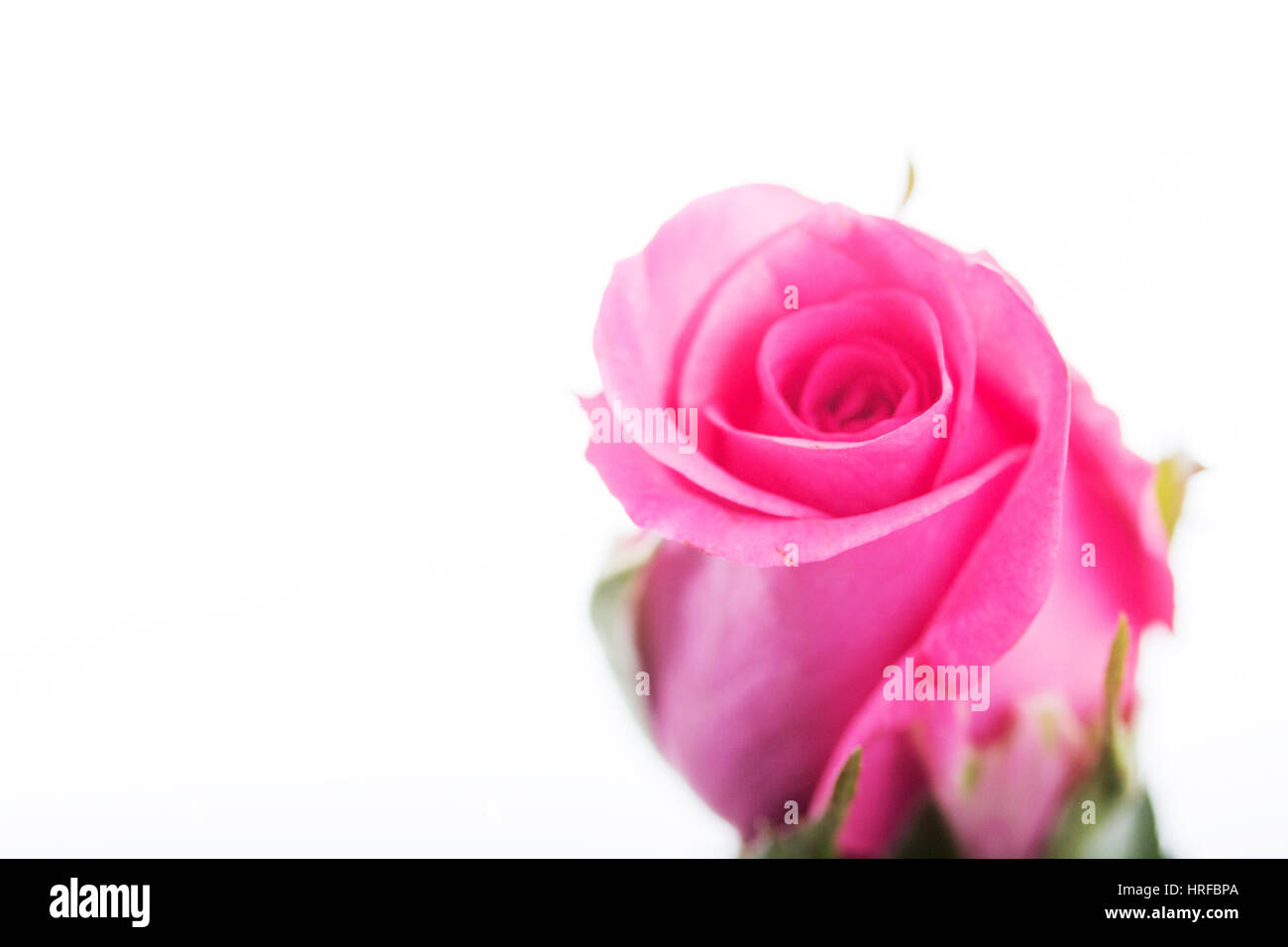 Delicate pink rose on a plain white background Stock Photo - Alamy