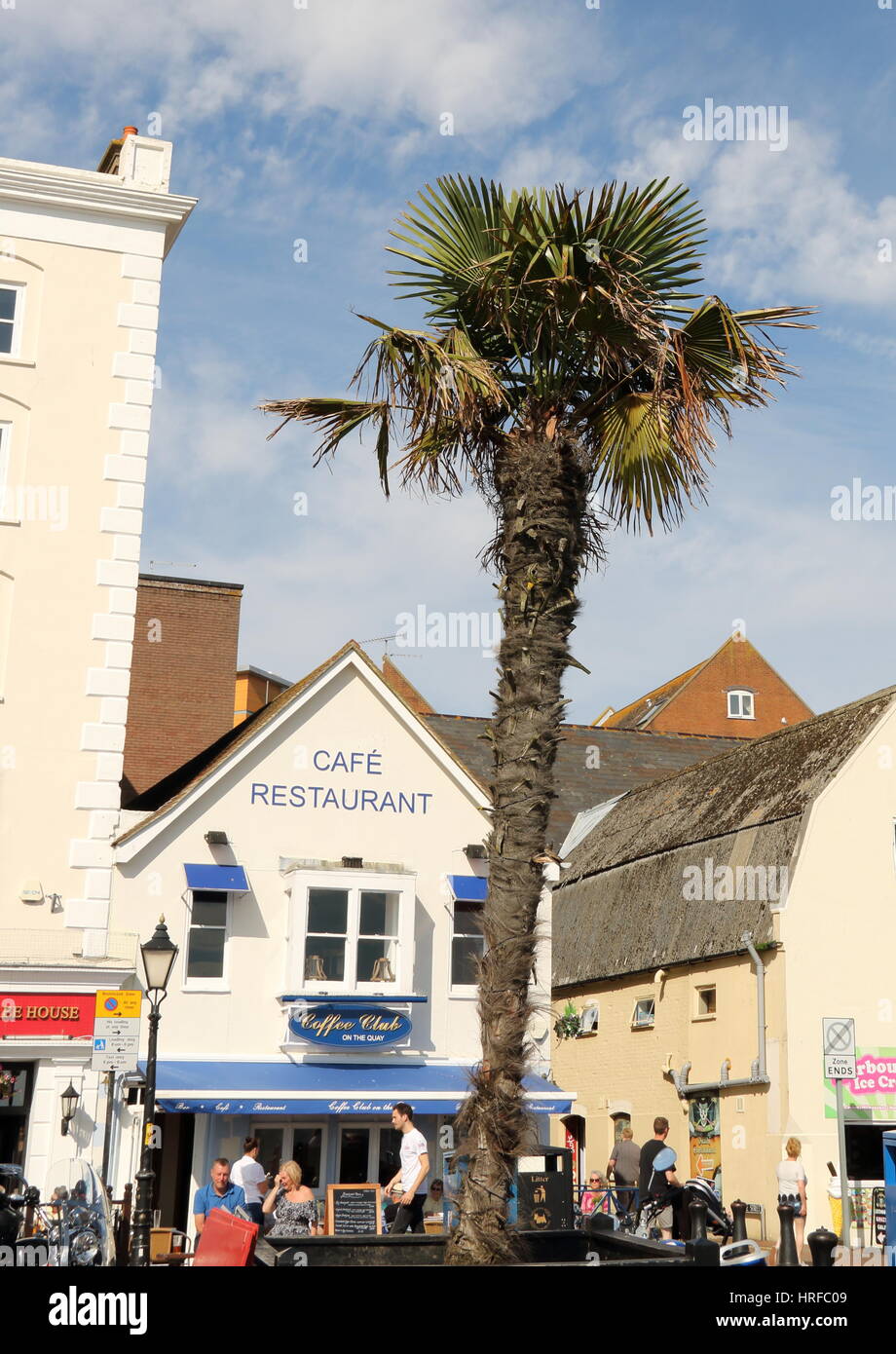 Palm tree and café,poole,dorset,uk Stock Photo - Alamy