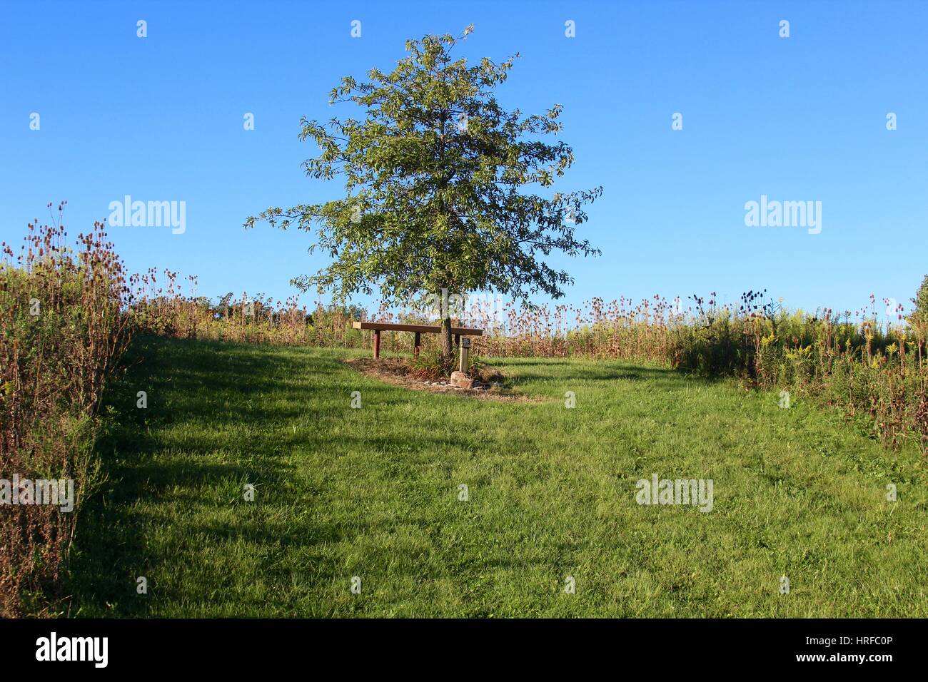 The forked path in the park Stock Photo - Alamy