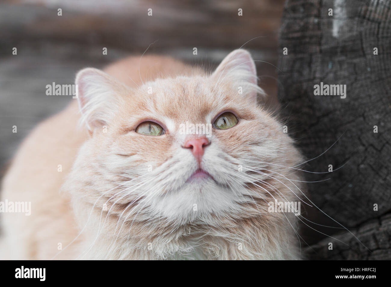 Light Ginger Cat With Green Eyes