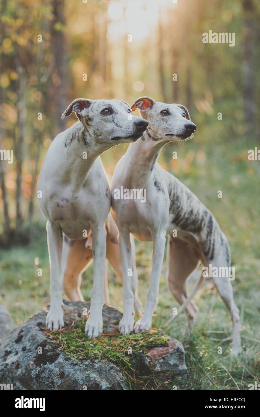 Two whippet dogs in sunset in a Finnish forest Stock Photo - Alamy