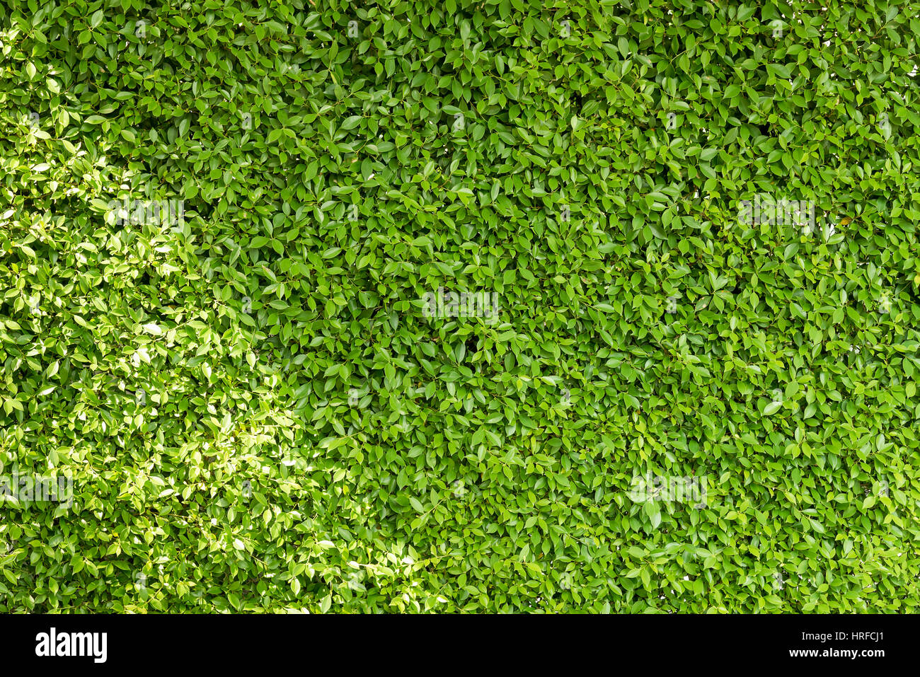 Nature background, Trees wall in the garden Stock Photo - Alamy