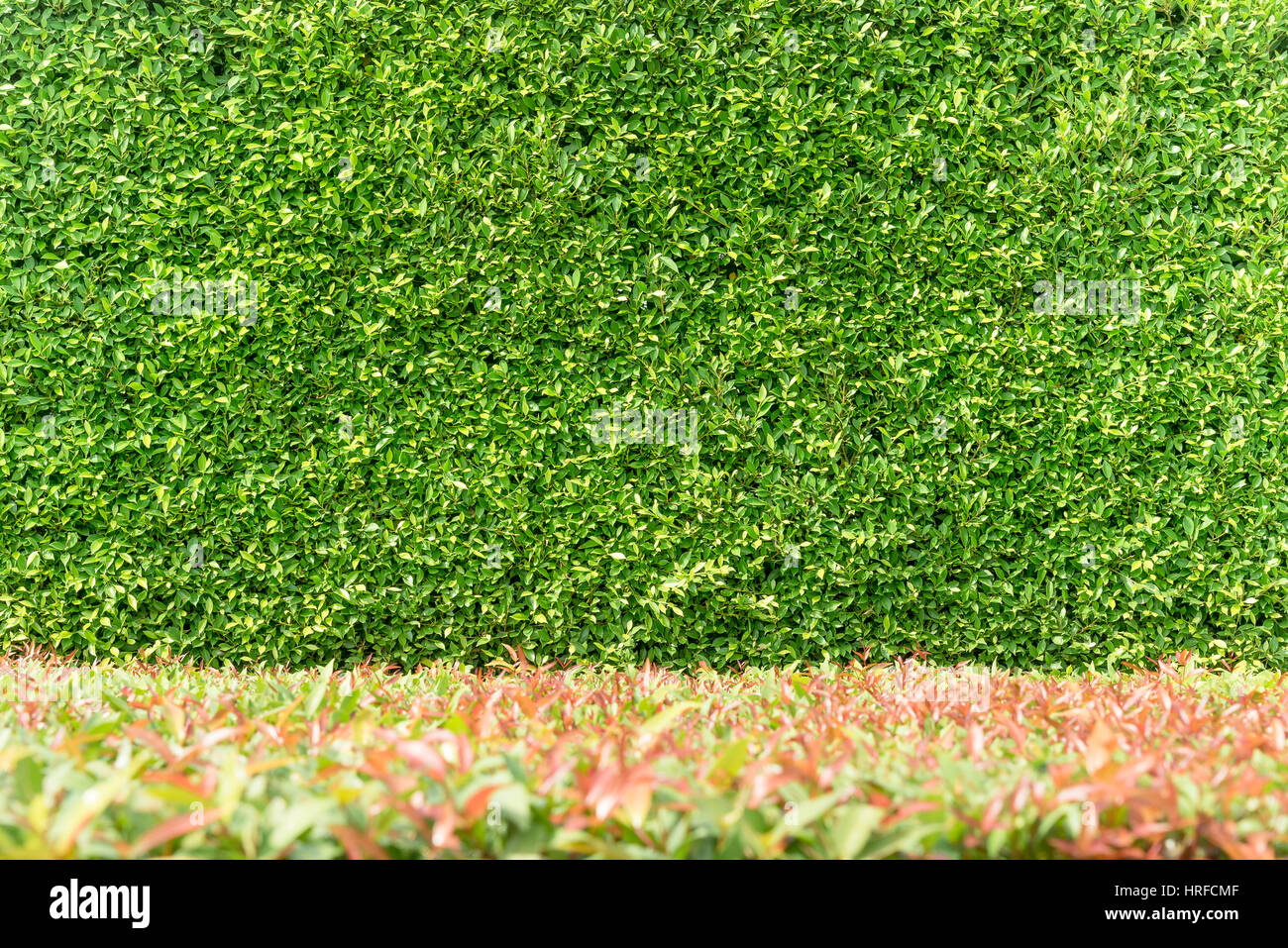 Nature background, Trees wall in the garden Stock Photo - Alamy