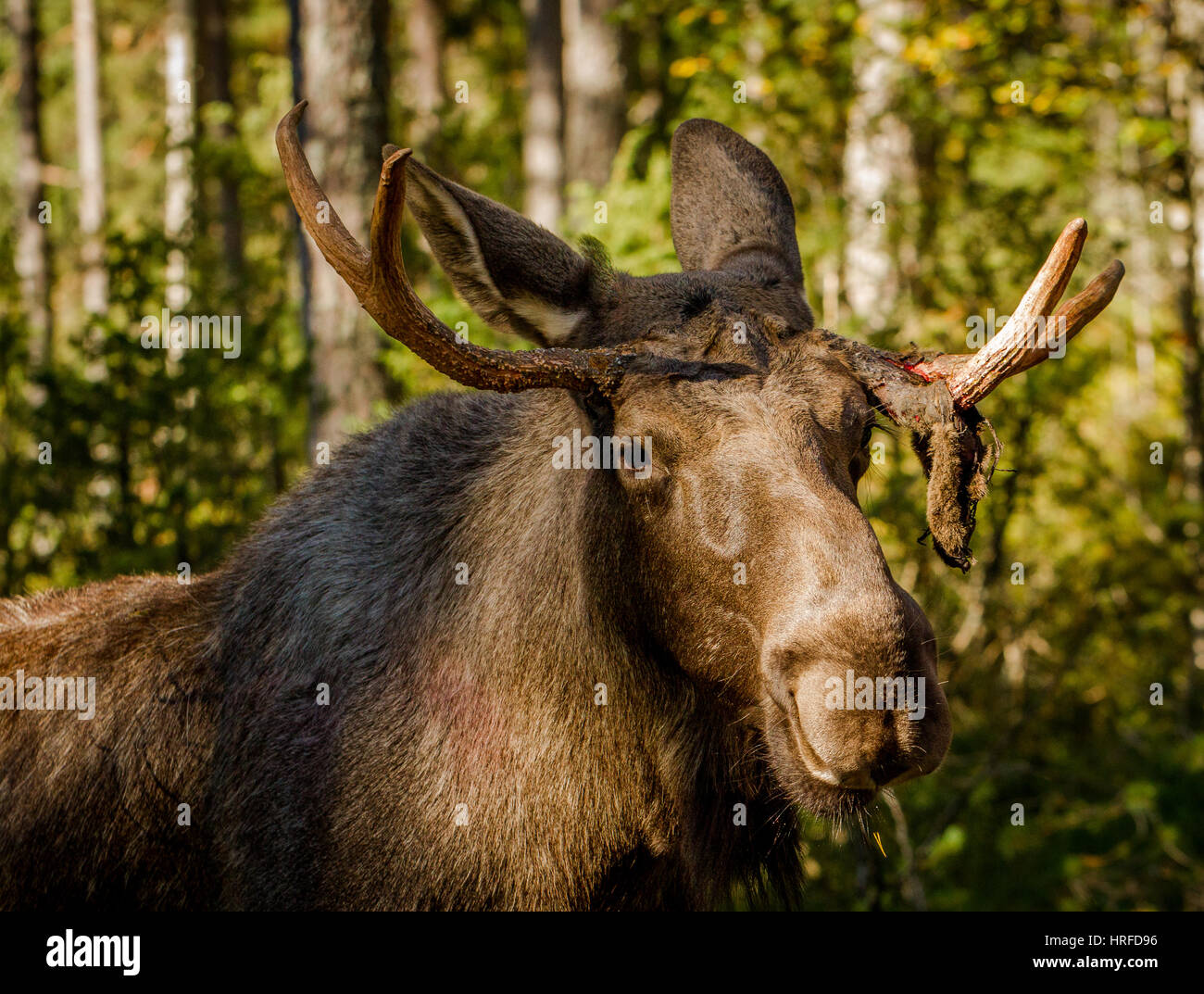 European elk, Alces alces, with antlers and velvet skin hanging from ...