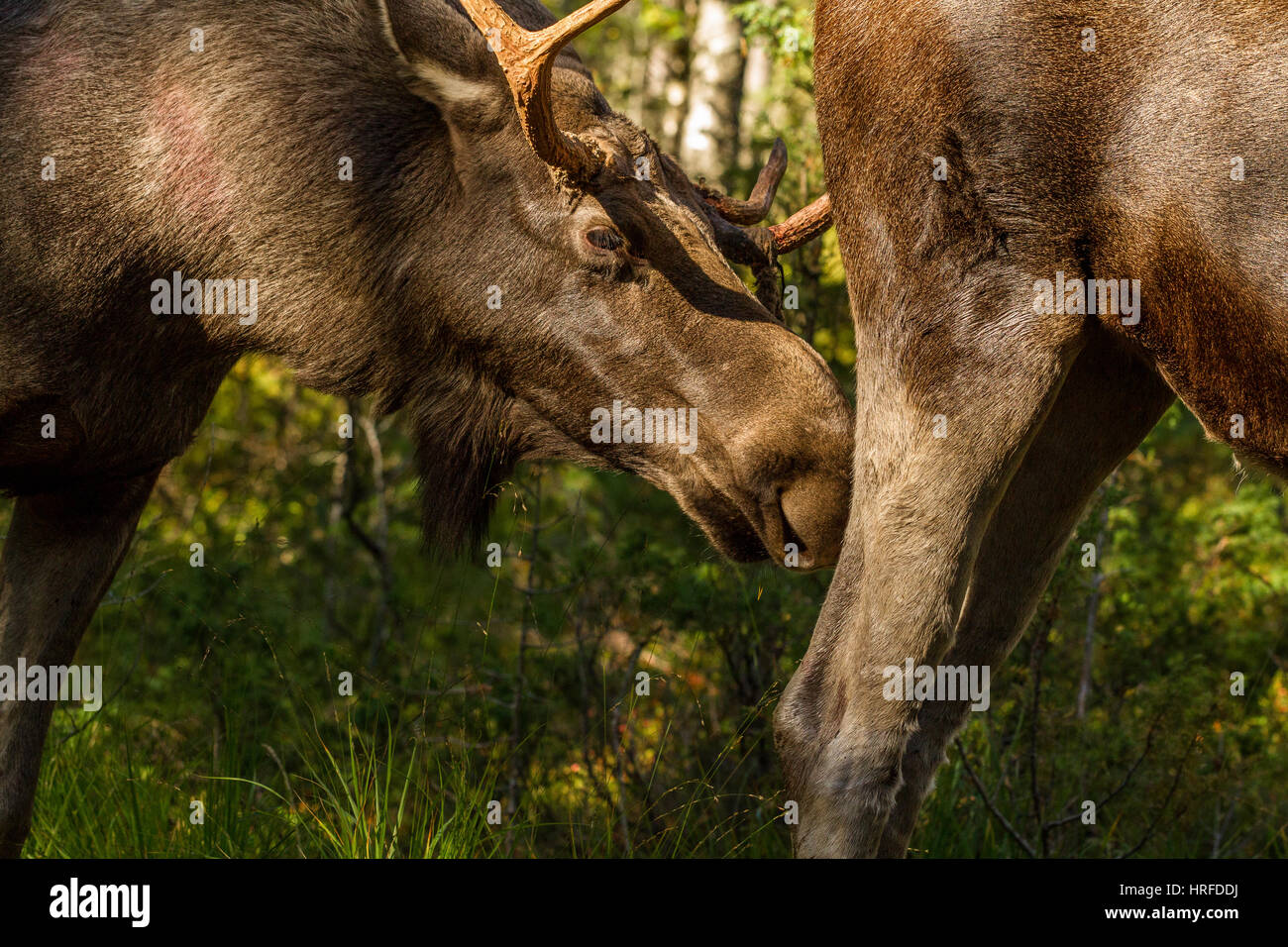 Deer on hind legs hi-res stock photography and images - Alamy