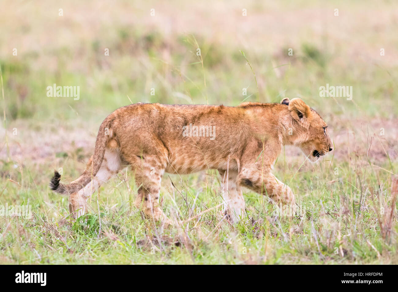 Alone Lion Cub walking on the savannah Stock Photo - Alamy