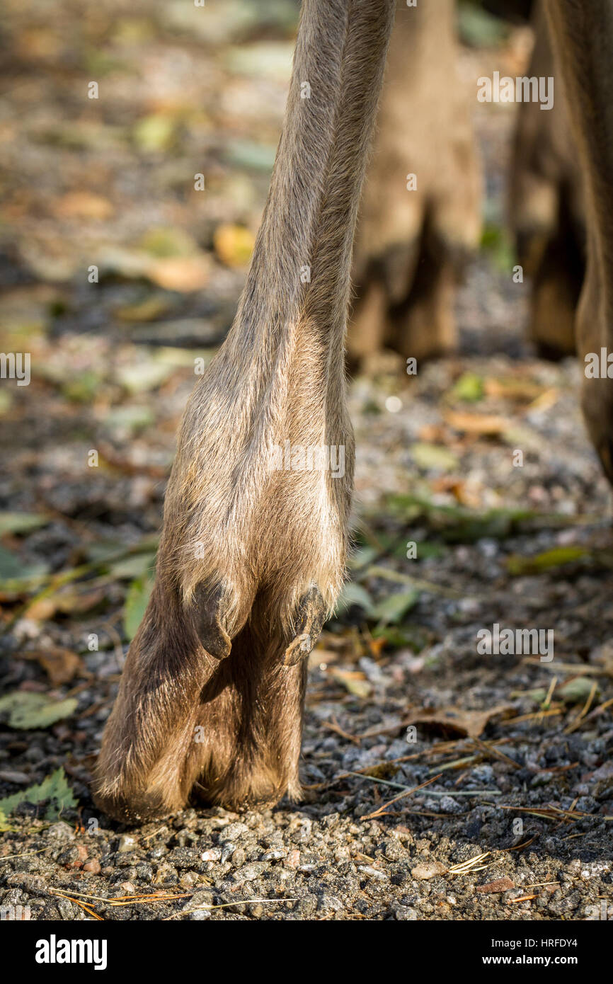 Moose or European elk, Alces alces, hooves seen from behind, vertical ...