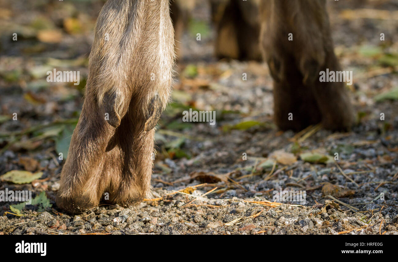 Moose or European elk, Alces alces, hooves seen from behind, horizontal ...