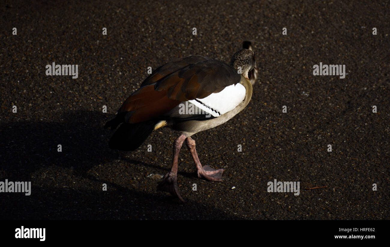 London bird life hi-res stock photography and images - Alamy