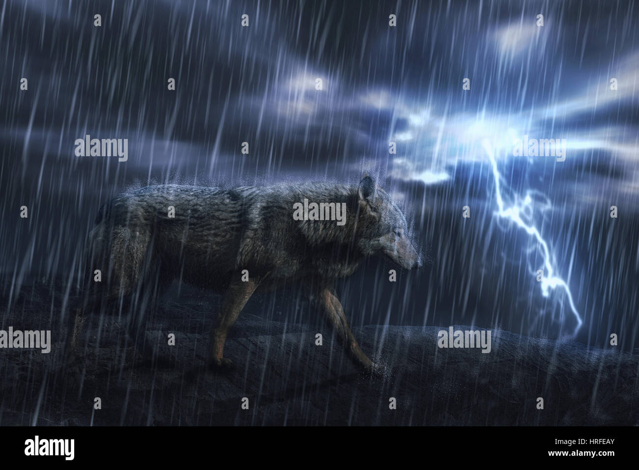 wet grey wolf on the rock Stock Photo - Alamy