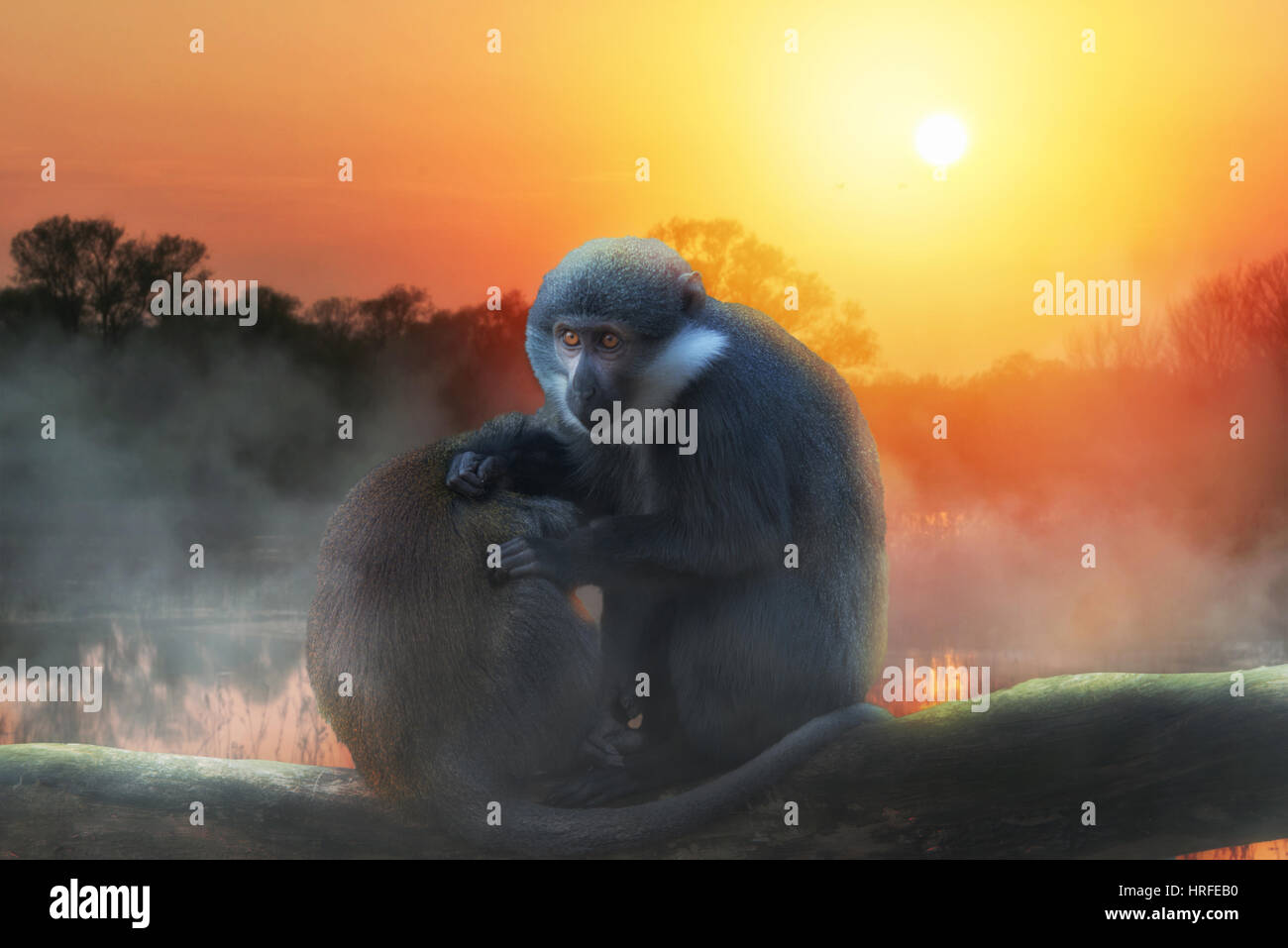 L hoest hi-res stock photography and images - Alamy