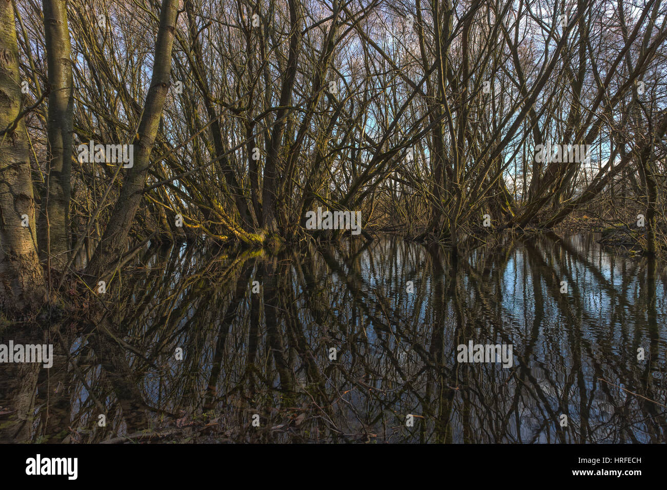 Dark pond with plants and reflections hi-res stock photography and ...
