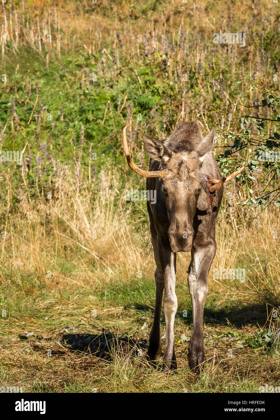 European elk, Alces alces, walking towards camera, with antlers and ...
