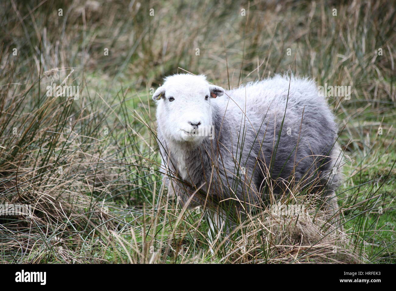 Herdwick sheep in long grass Stock Photo - Alamy