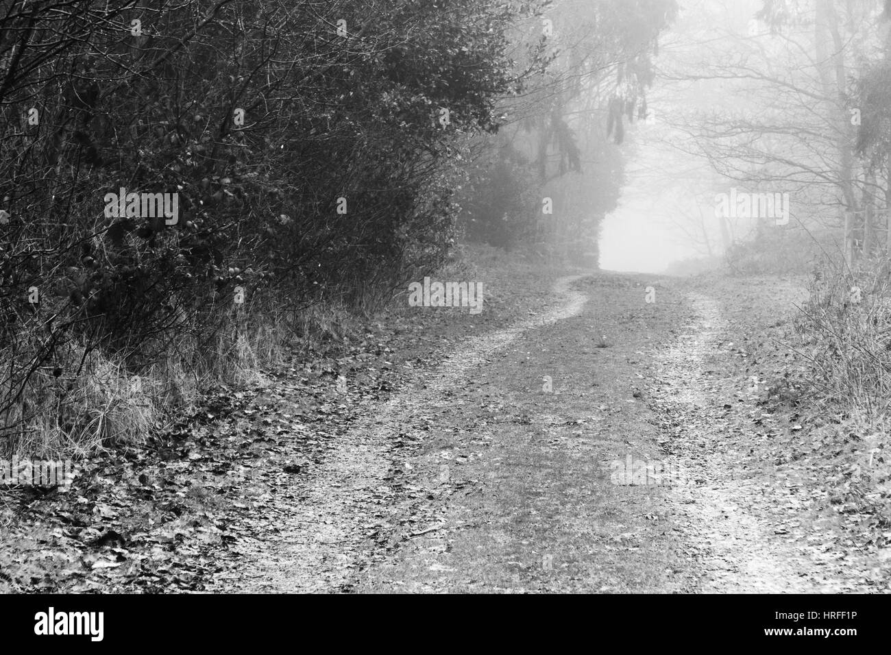 Pathway misty woodland Black and White Stock Photos & Images - Alamy
