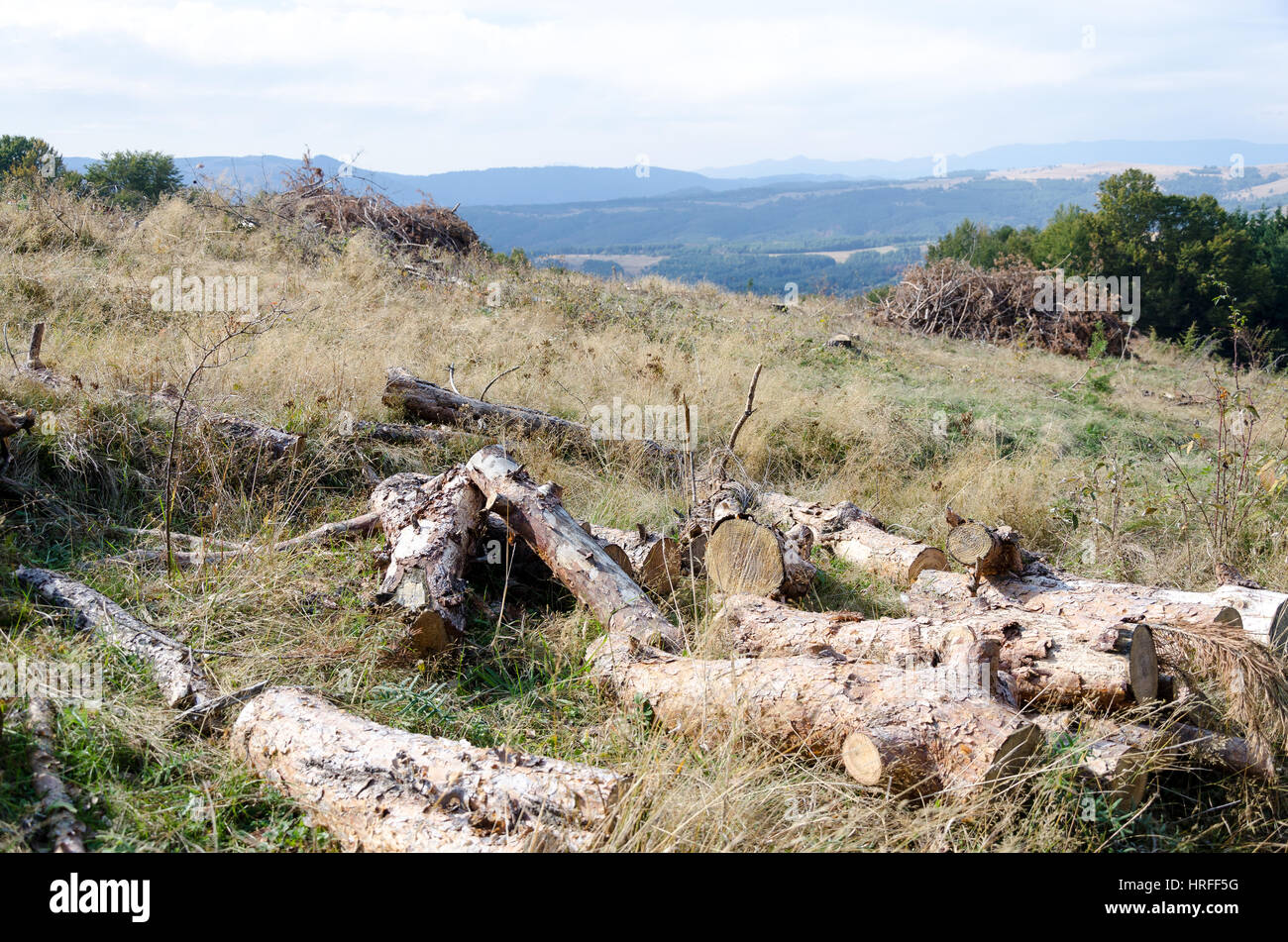 Logs and tangled wood in a field Stock Photo - Alamy