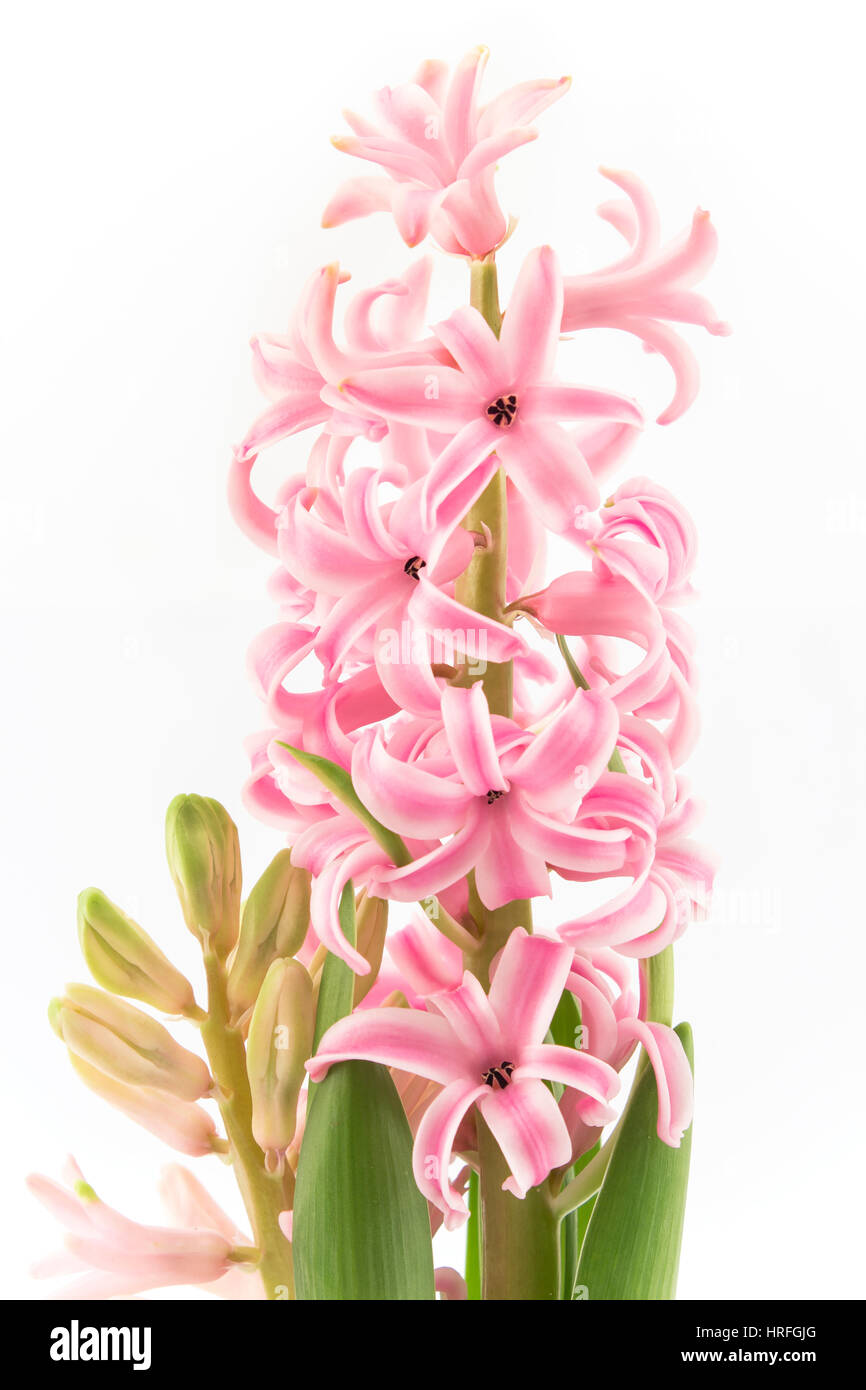 Pink Hyacinth Closeup on White Background Stock Photo - Alamy