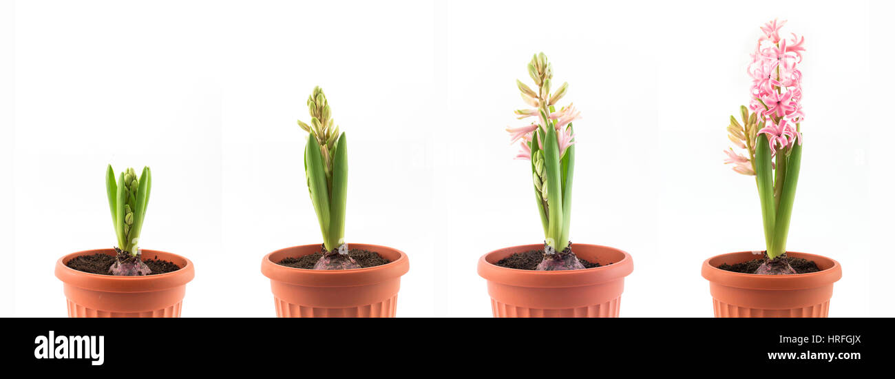 Growth of Hyacinth in a Pot Stock Photo - Alamy