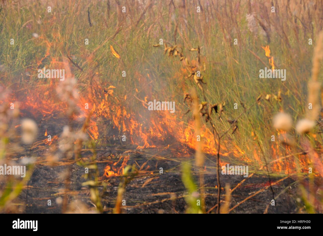 Fire in the grove. Adobe RGB Stock Photo - Alamy