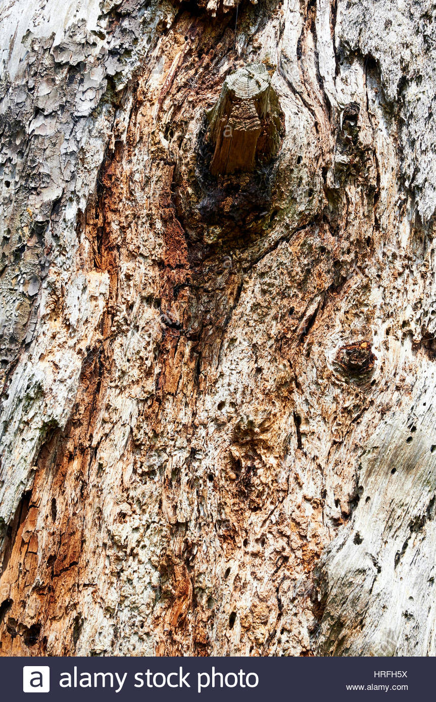 Rotting Wood Texture High Resolution Stock Photography and Images - Alamy