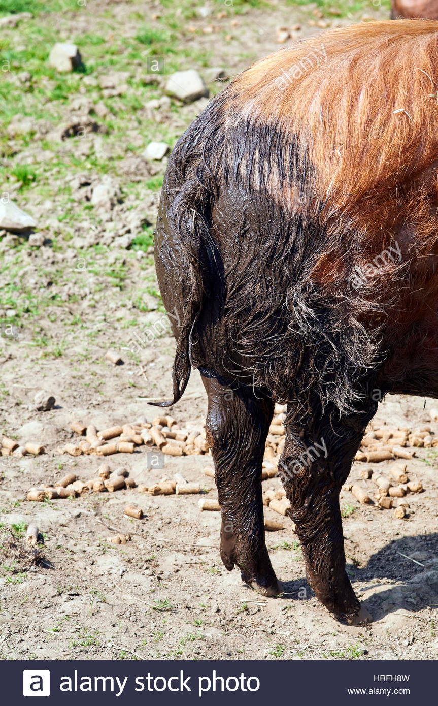 Sow Covered High Resolution Stock Photography and Images - Alamy