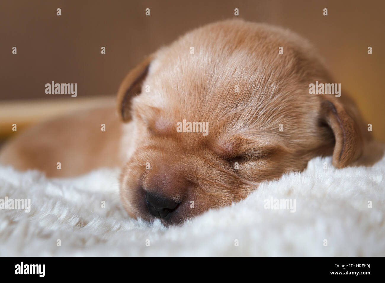 Labrador puppy sleeping. Two weeks old Stock Photo - Alamy