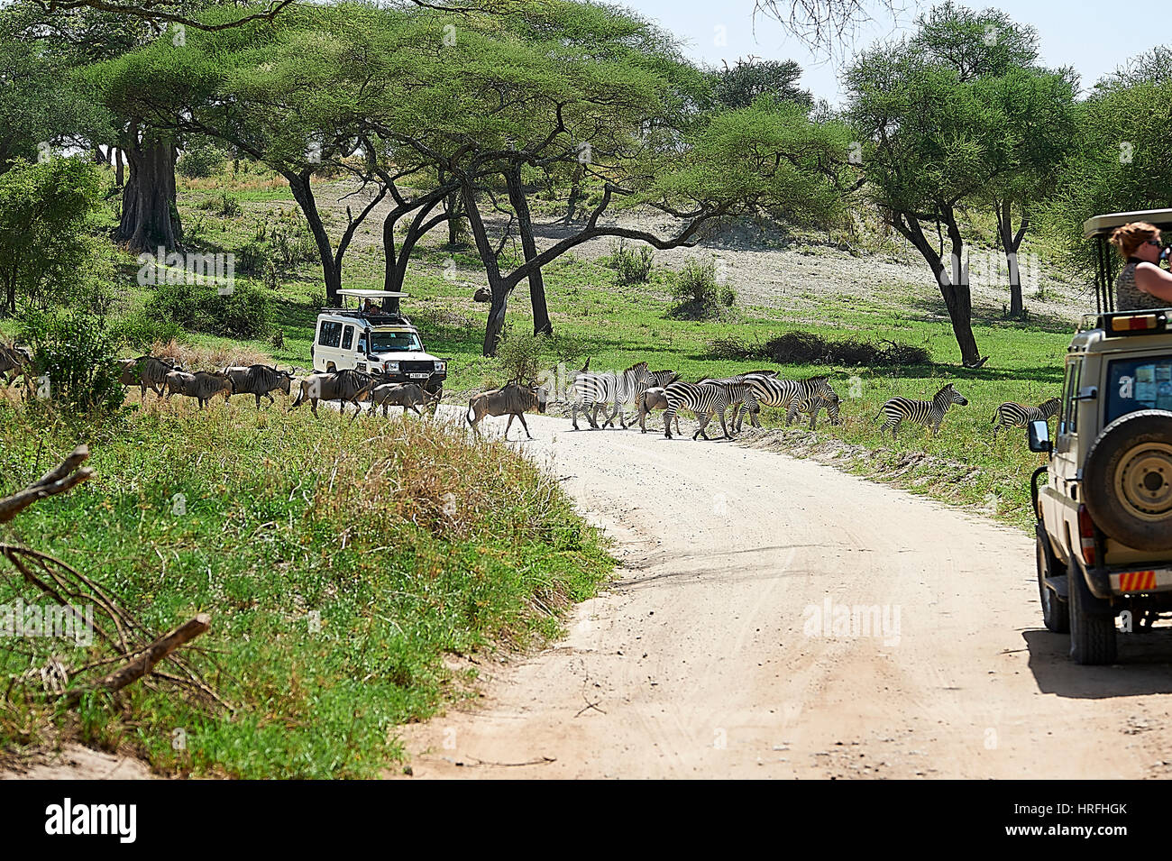 Tourist watching a small migration of wildebeest and zebras in ...