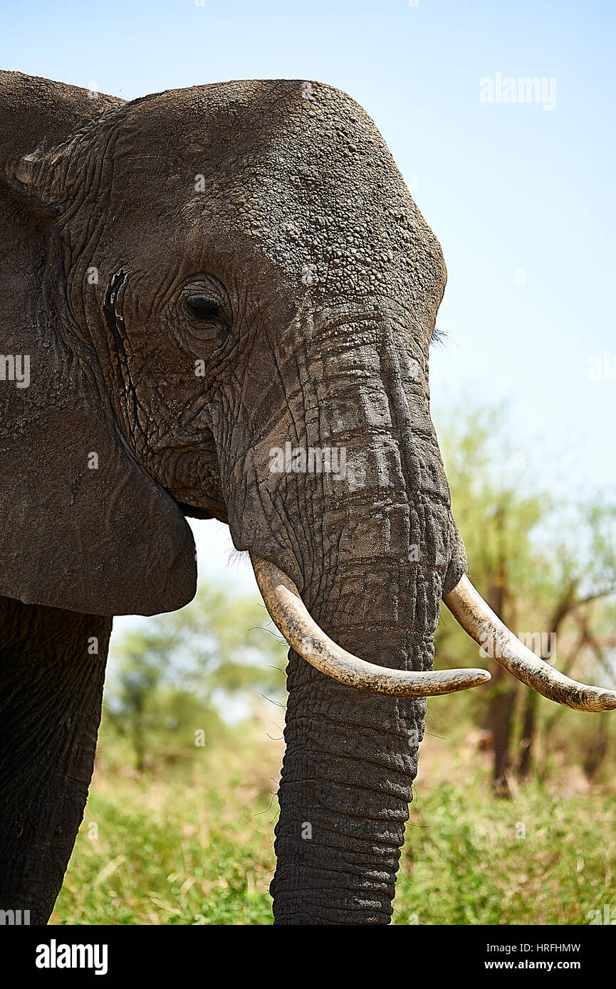 Observative hi-res stock photography and images - Alamy