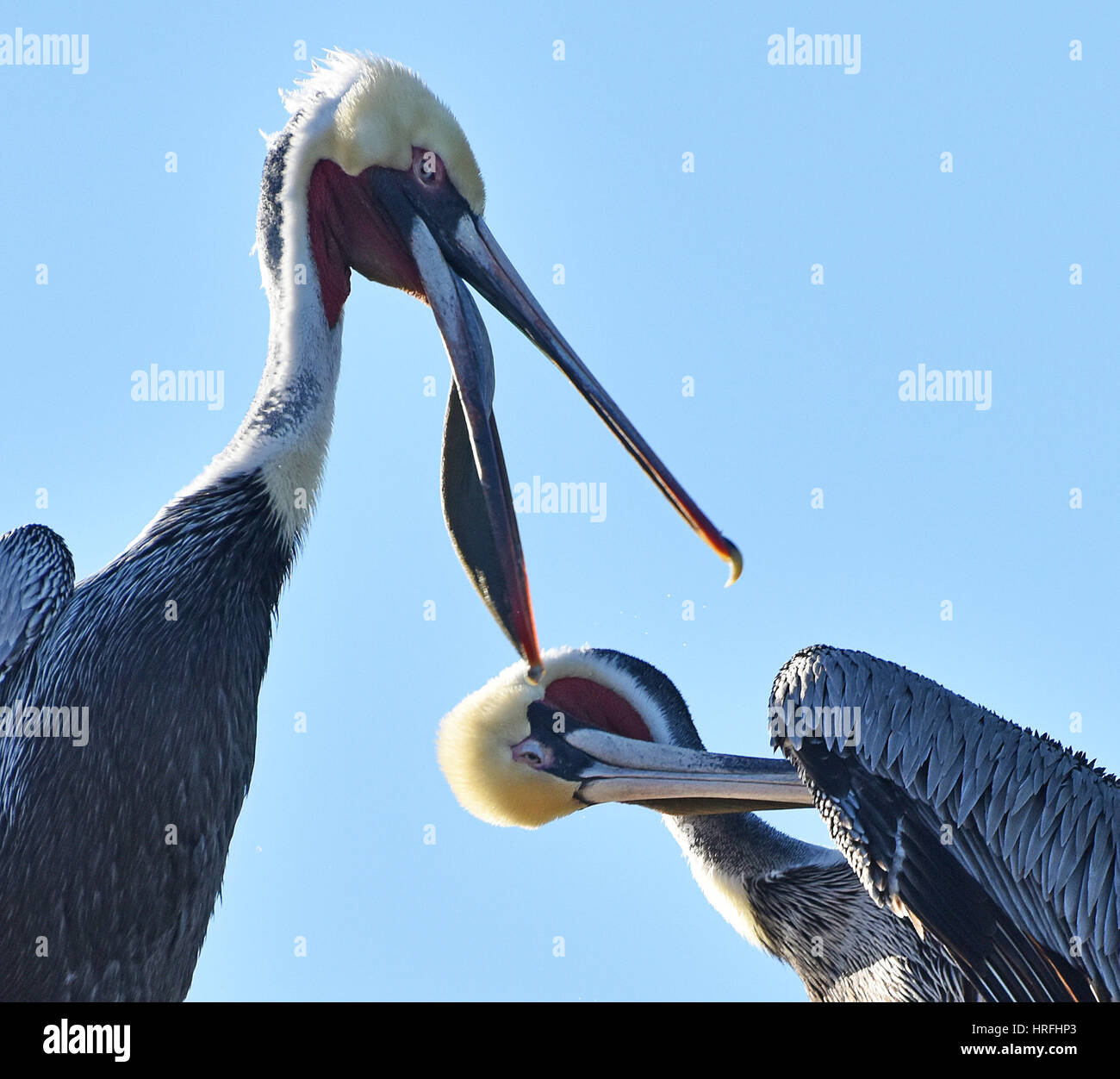 Pair of Brown Pelicans (Pelecanus occidentalis) preening Stock Photo ...