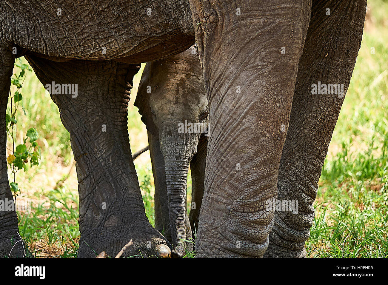 Curious elephant calf discovering the world under the protection of its ...