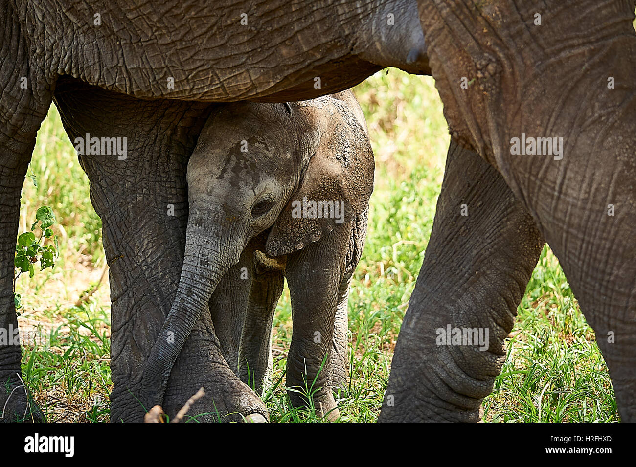 Curious elephant calf discovering the world under the protection of its ...