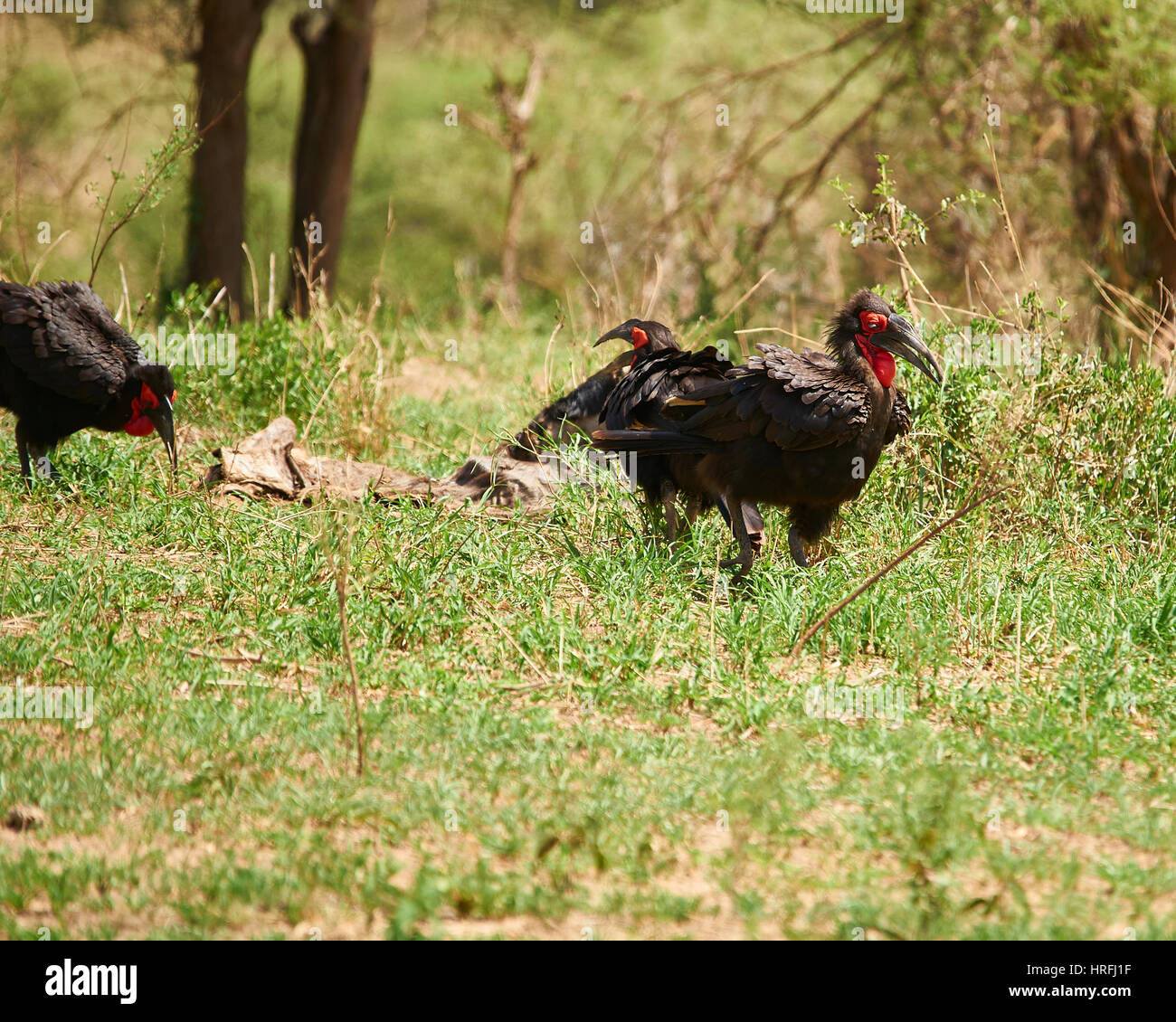 Southern Ground Hornbill in search for food Stock Photo - Alamy