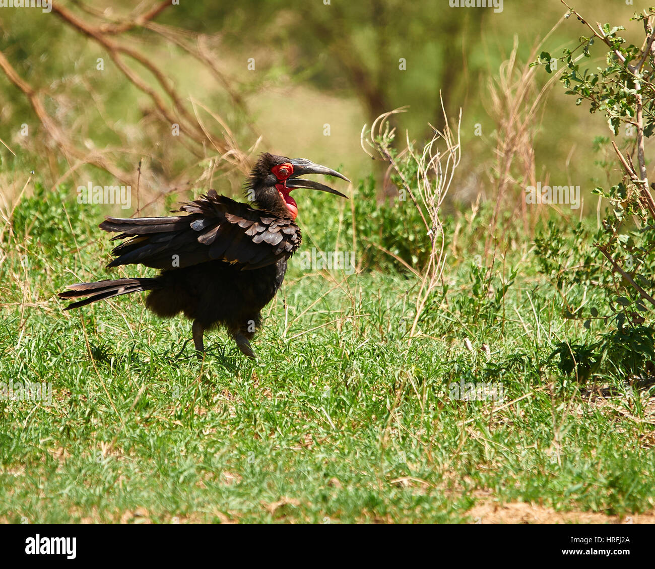 Southern Ground Hornbill in search for food Stock Photo - Alamy