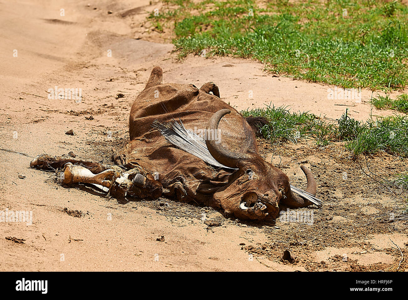 Dead buffalo hi-res stock photography and images - Alamy