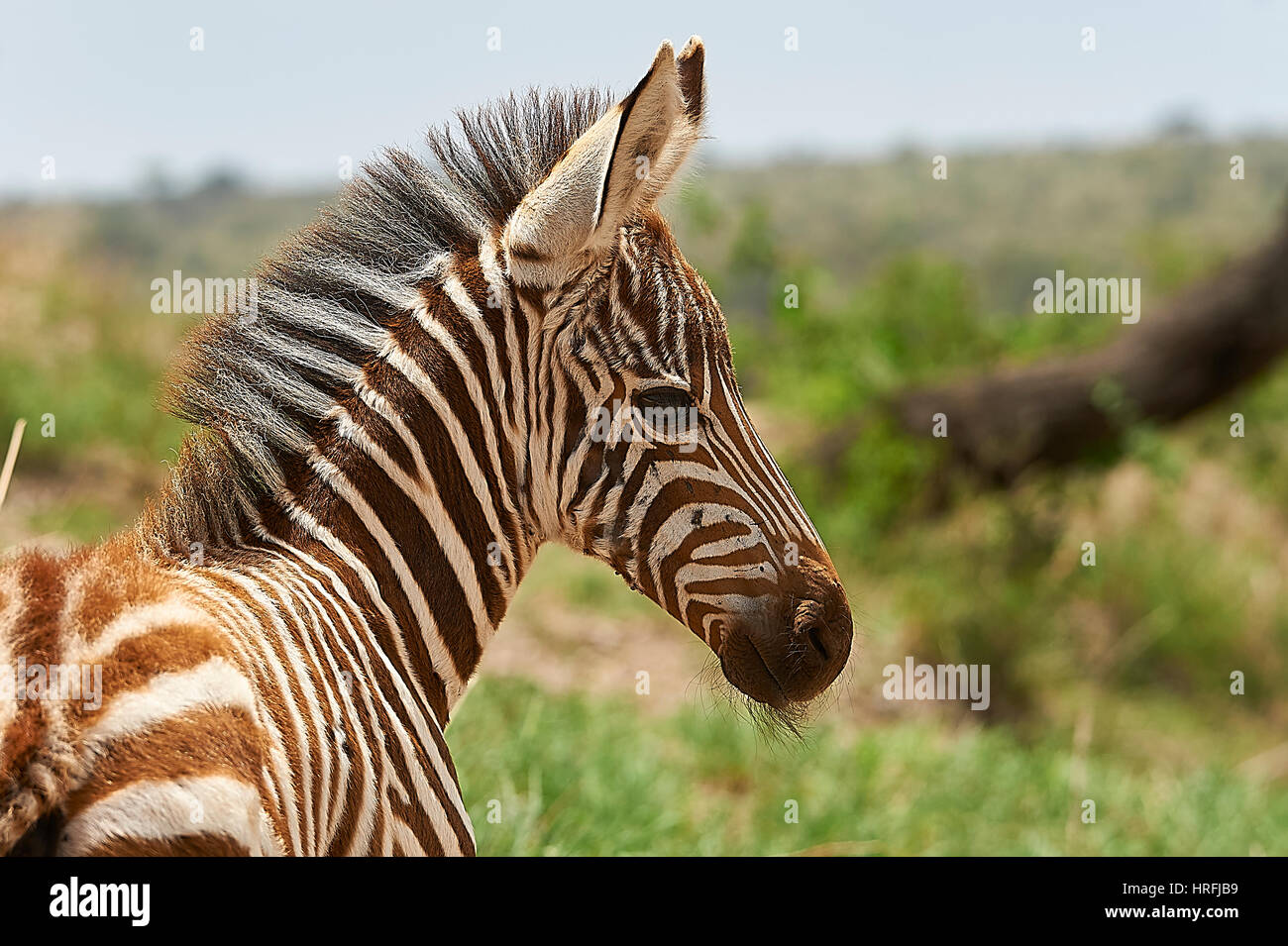 Zebra calf hi-res stock photography and images - Alamy