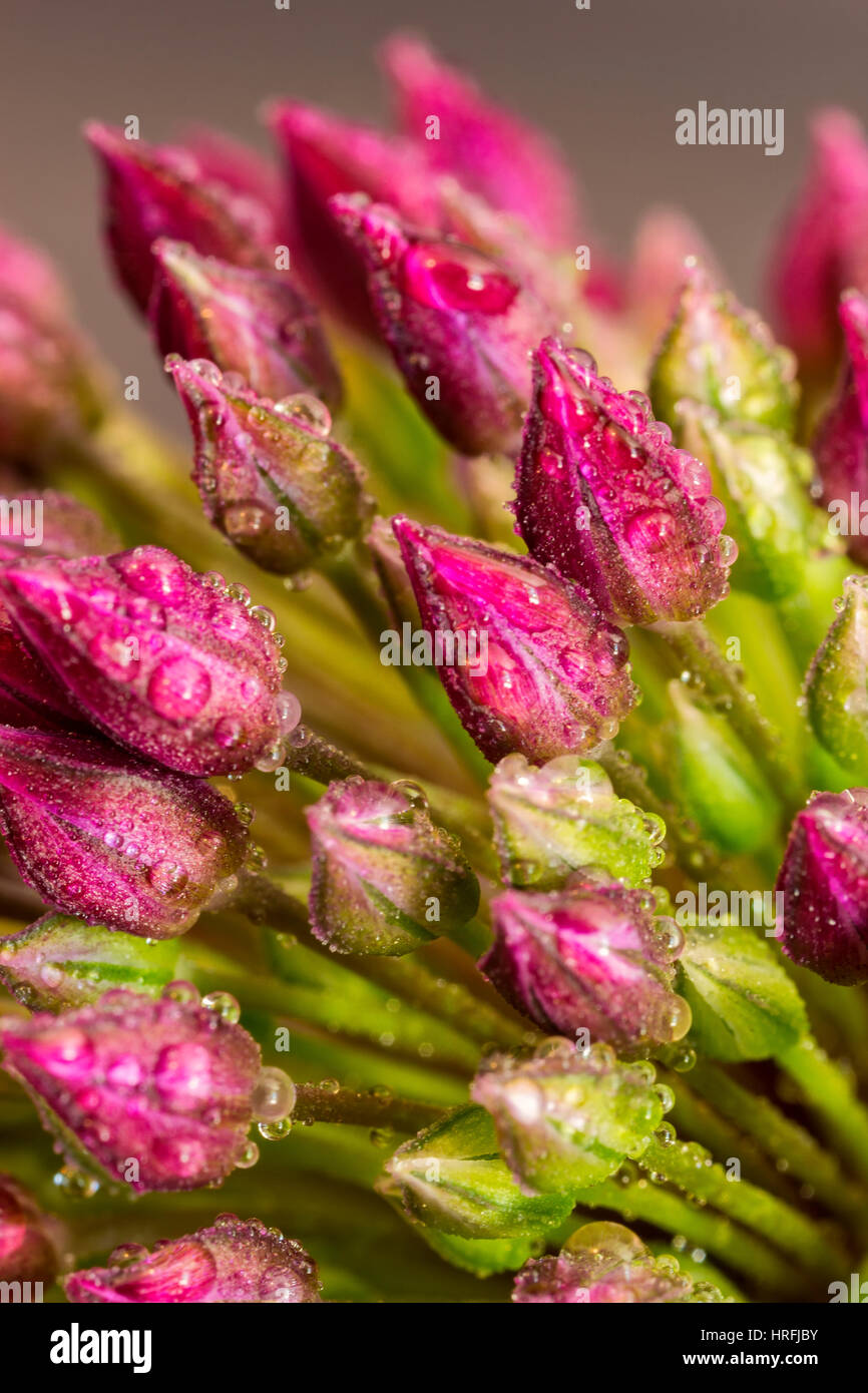 flower buds with water drops. Close up Stock Photo - Alamy