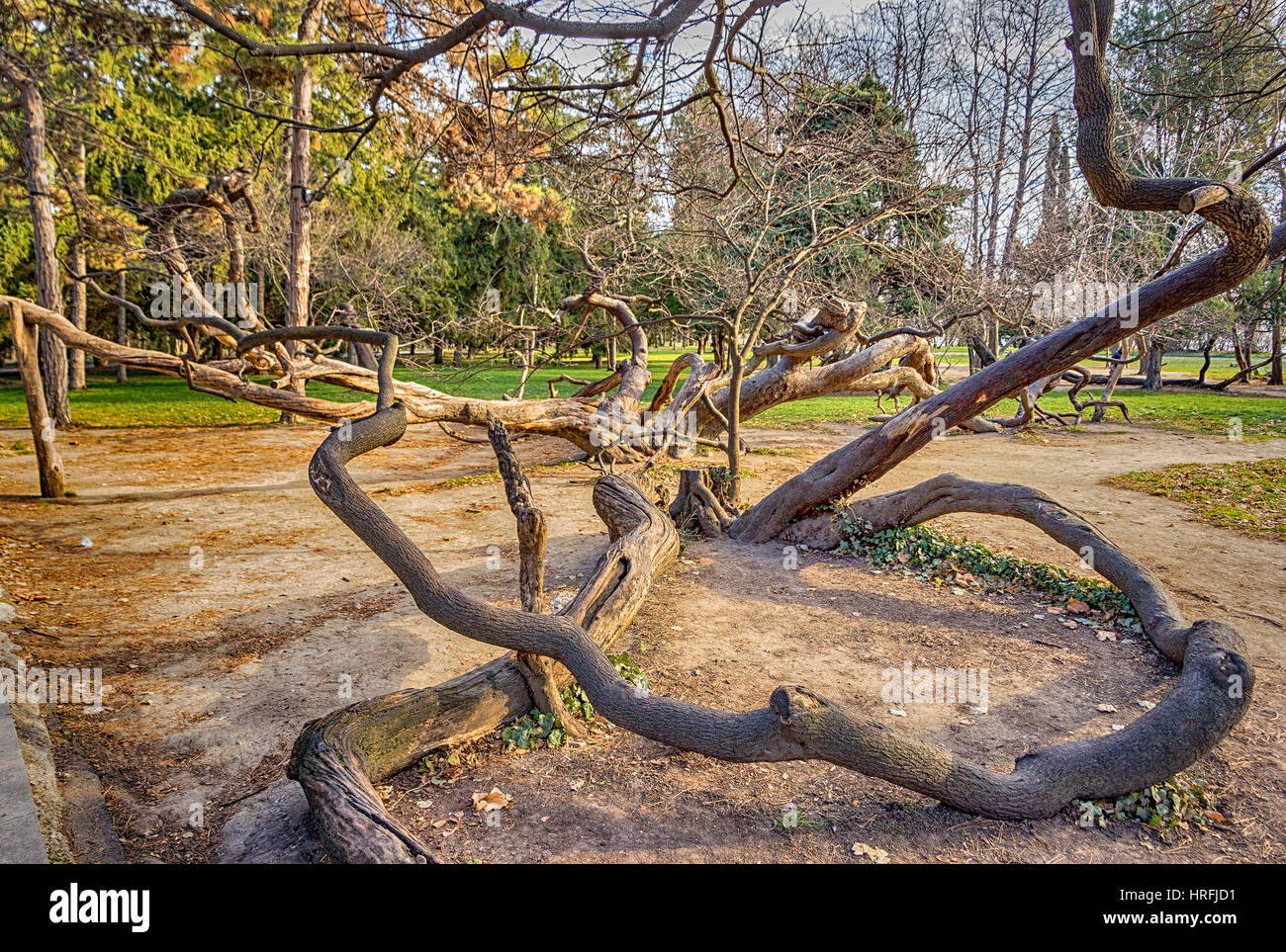 old crooked tree in park Varna, Bulgaria Stock Photo - Alamy