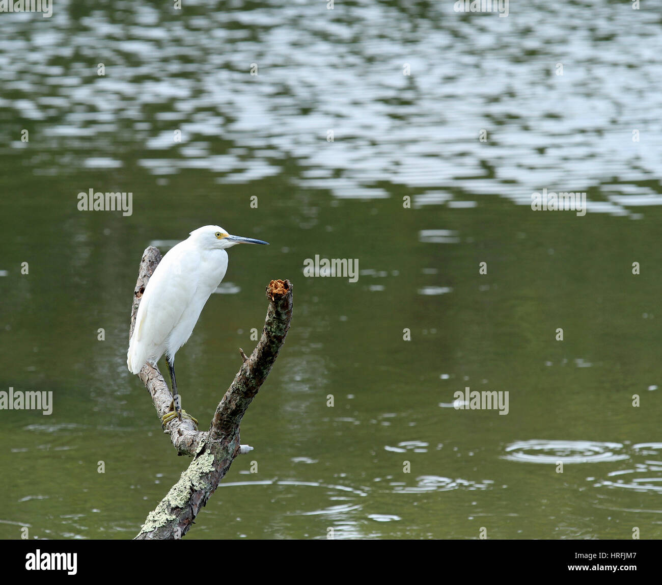 Juvenile Snowy Egret High Resolution Stock Photography and Images - Alamy