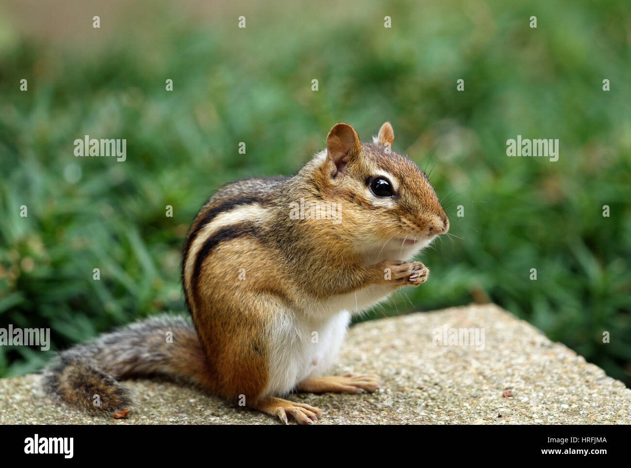 Close-up of Eastern chipmunk (Tamias striatus) sitting up in a begging ...