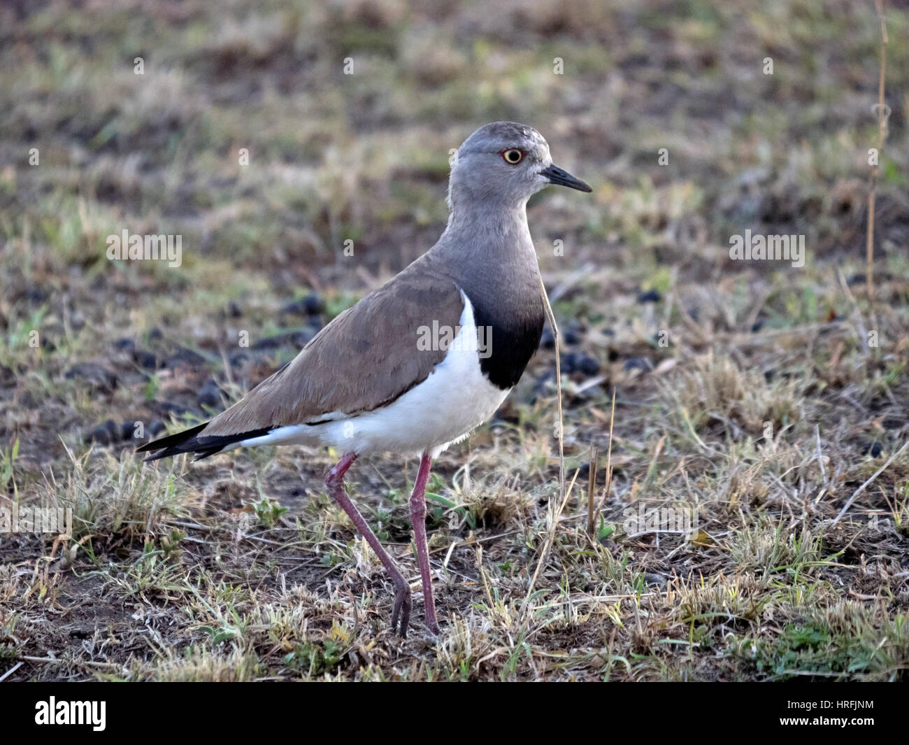 Black winged lapwing hi-res stock photography and images - Alamy