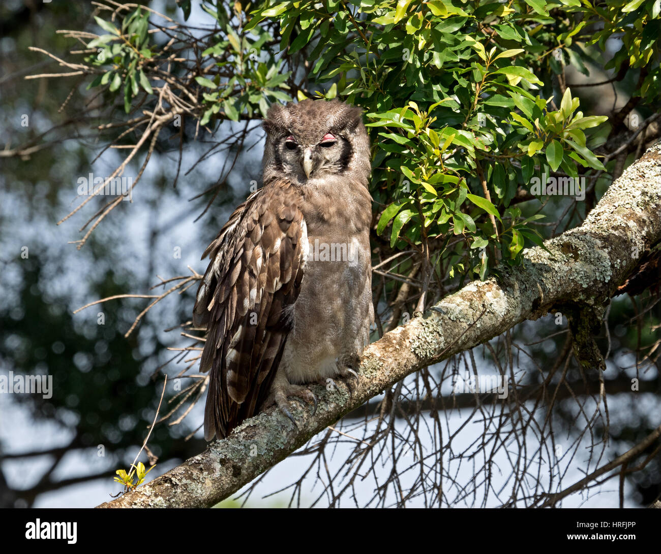 Verreaux's Eagle Owl perching on branch in broad daylight Greater Mara ...