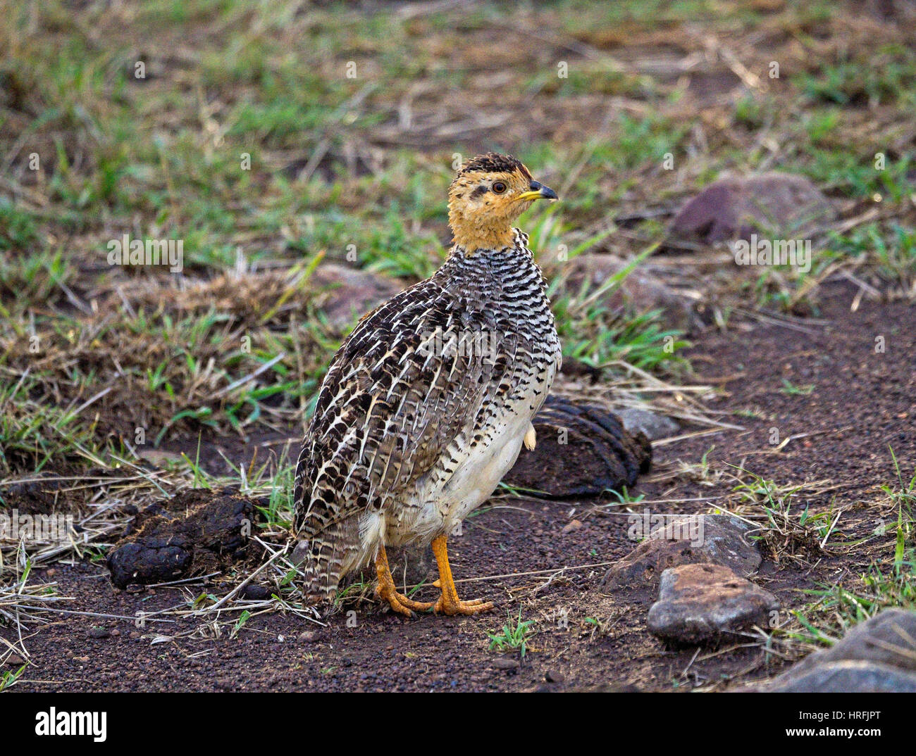 Mara conservancy hi-res stock photography and images - Alamy